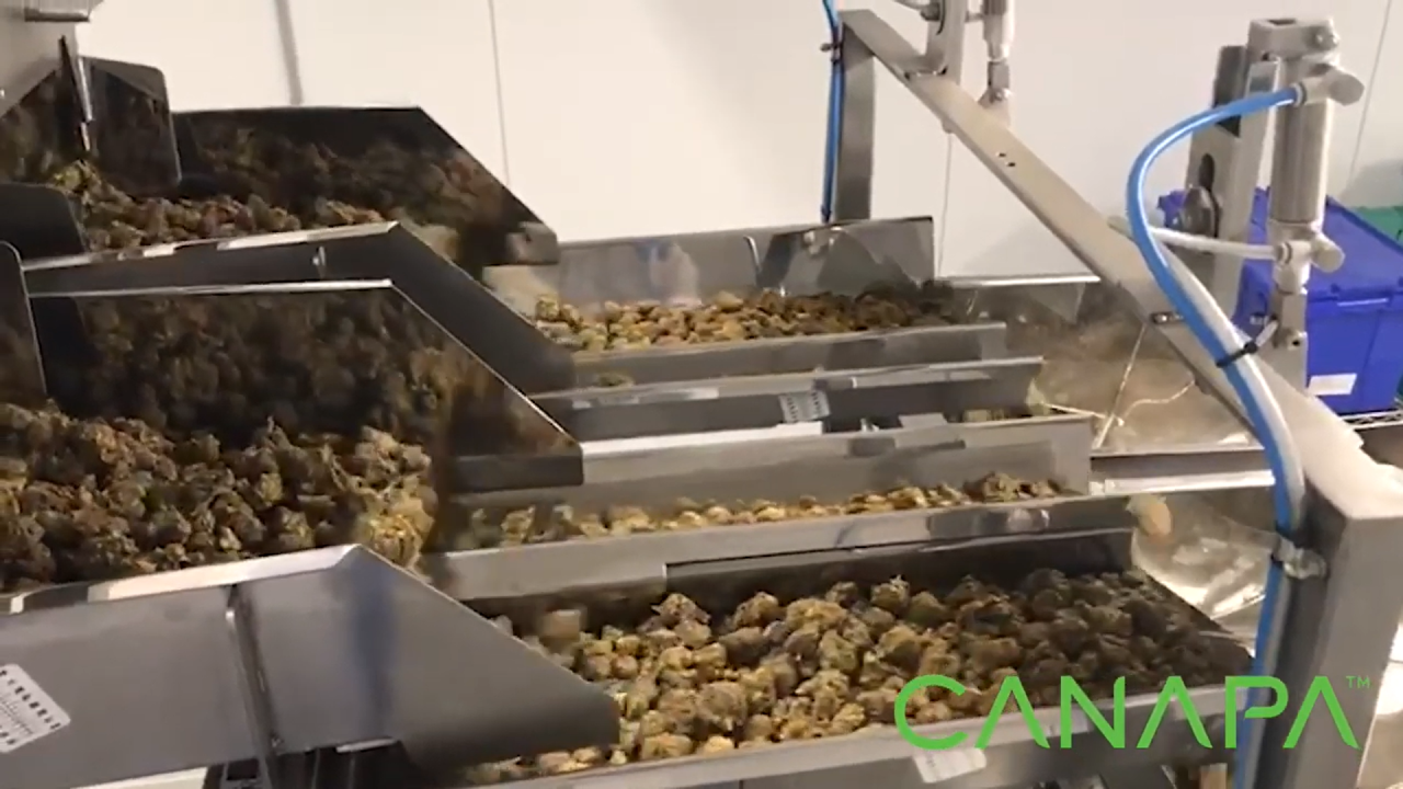 Weigh Filling - Canapa Solutions